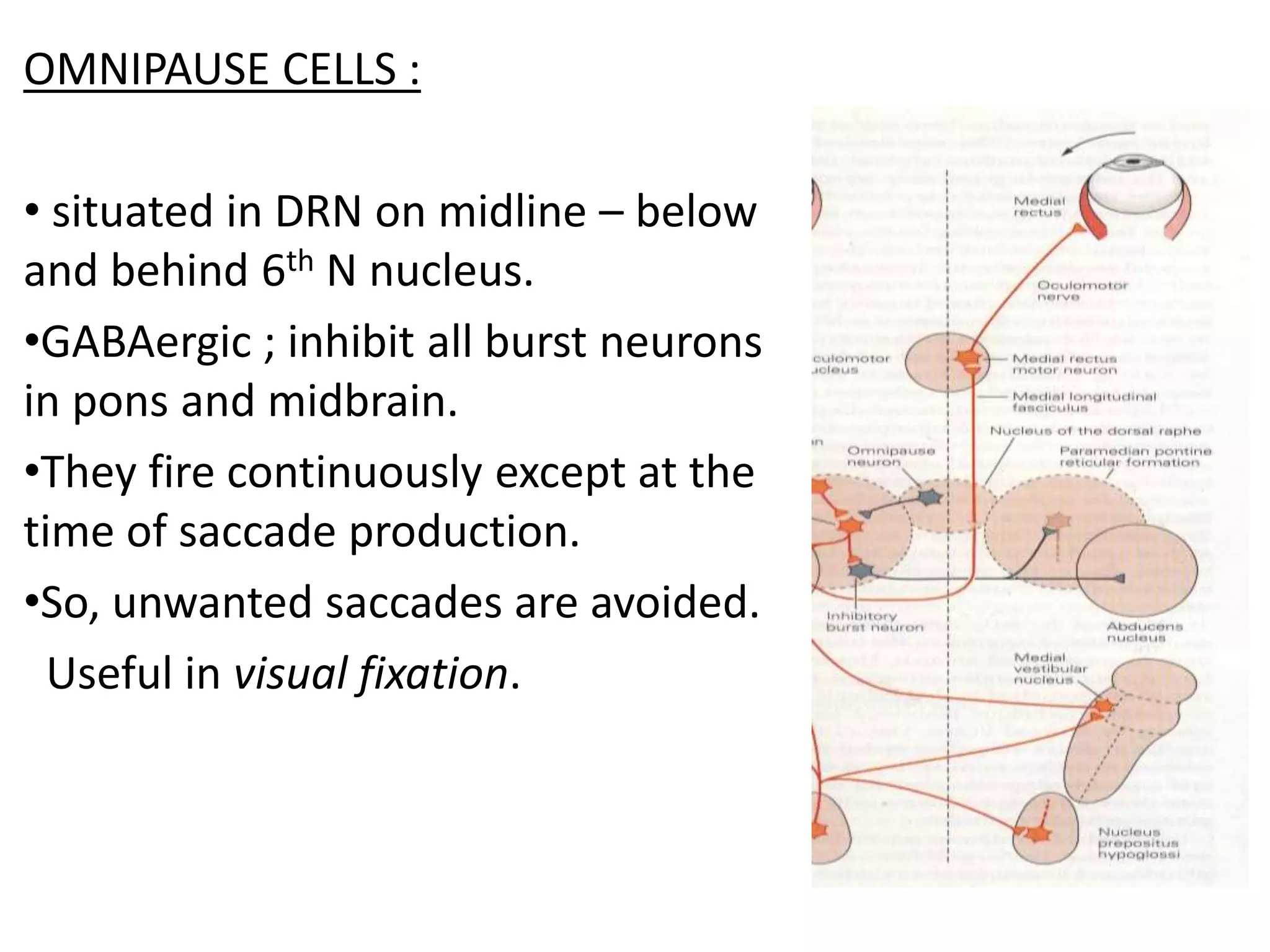 The control of gaze | PPTX