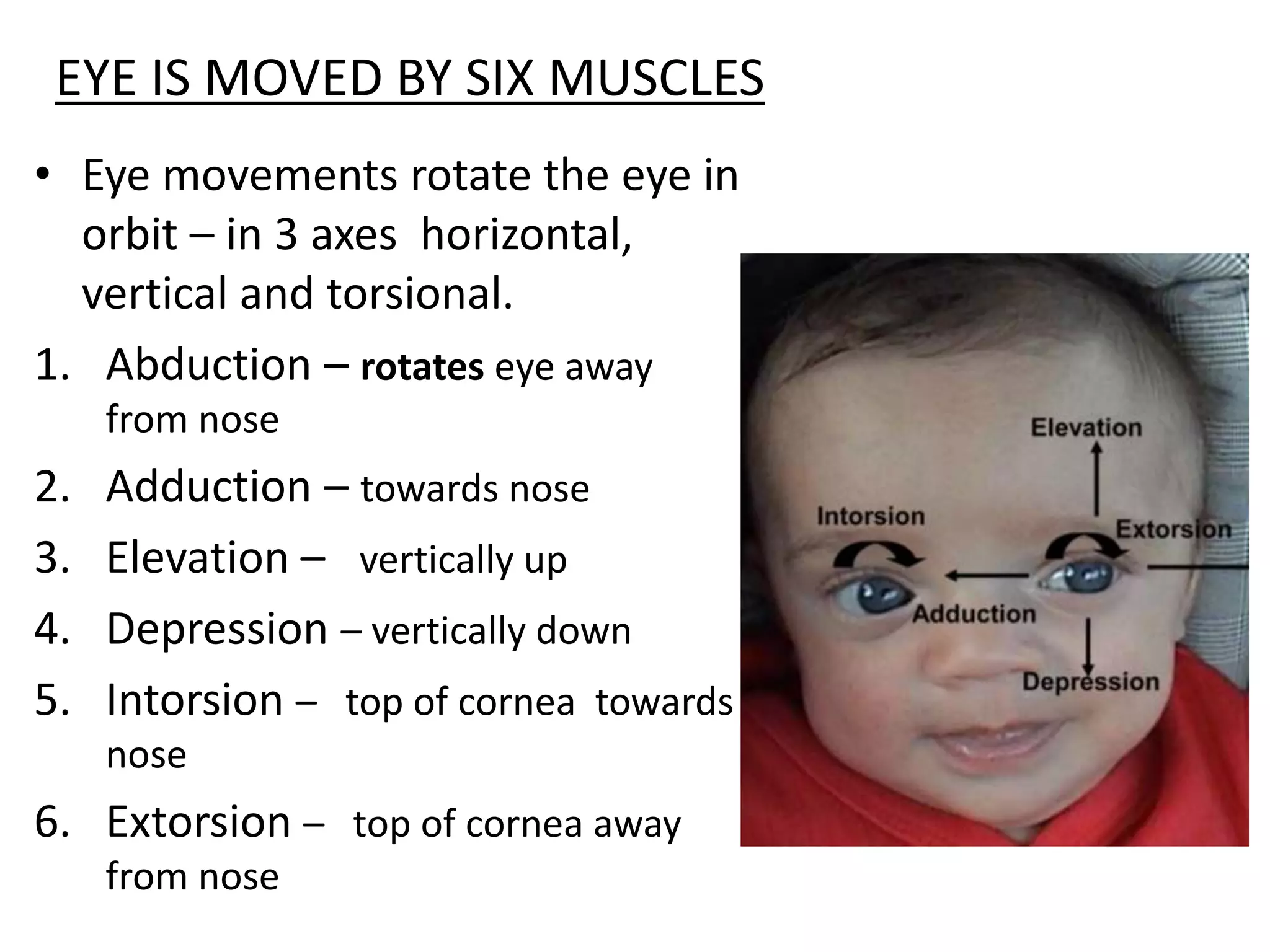 The control of gaze | PPTX
