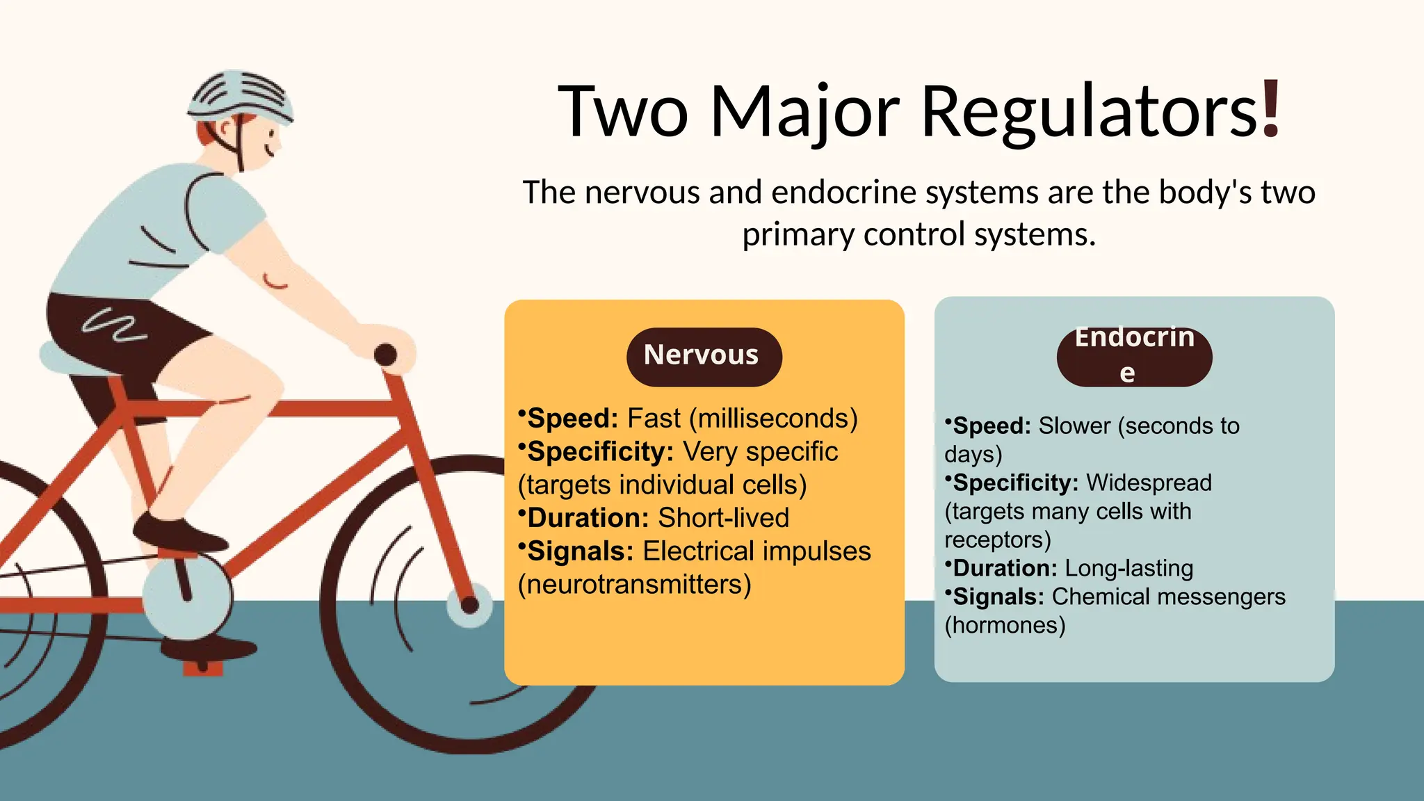 The control systems in the Human Body.pptx