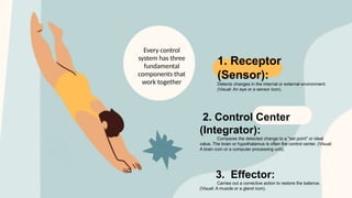 The control systems in the Human Body.pptx
