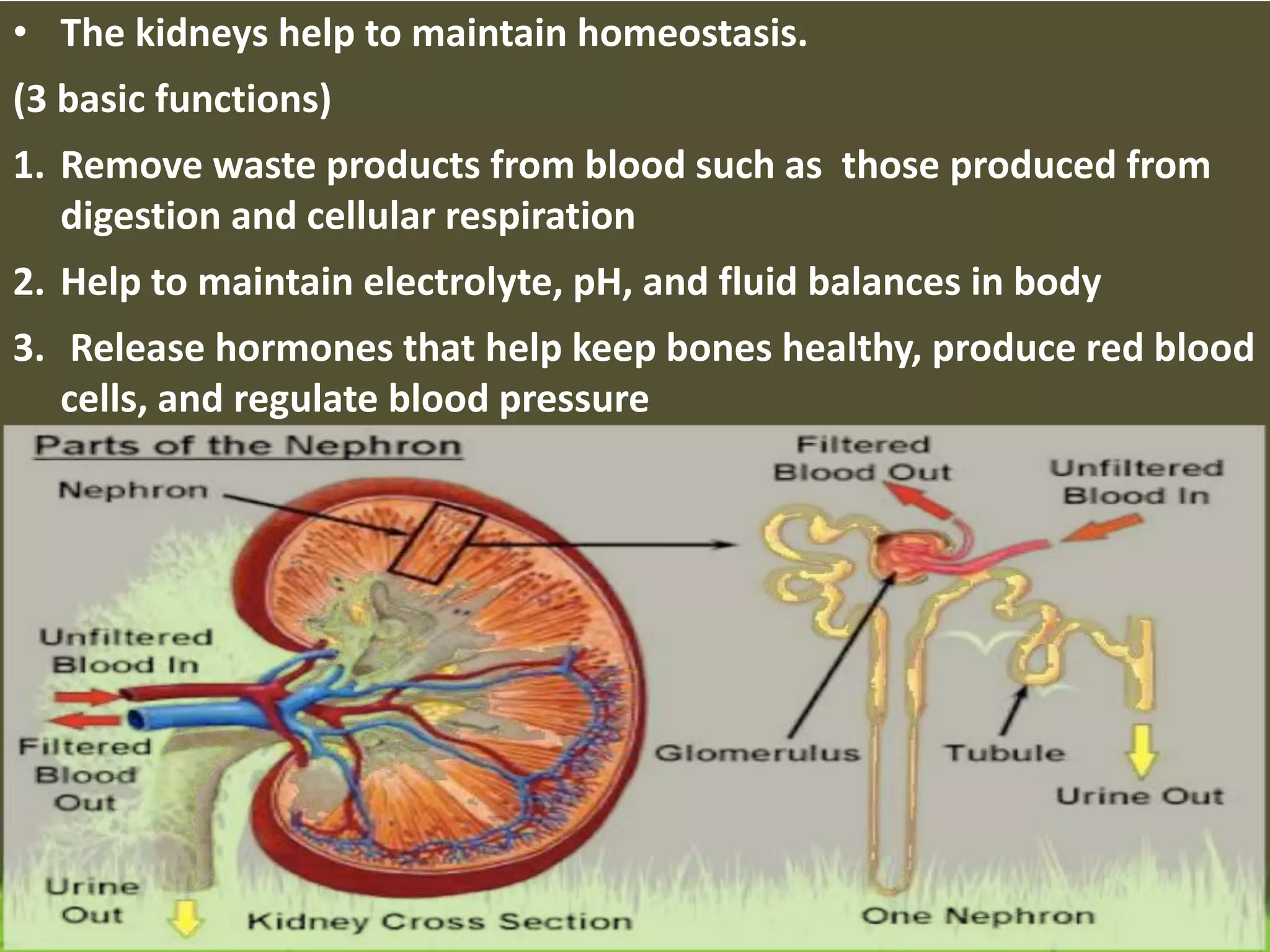 Digestive and excretory system | PPTX