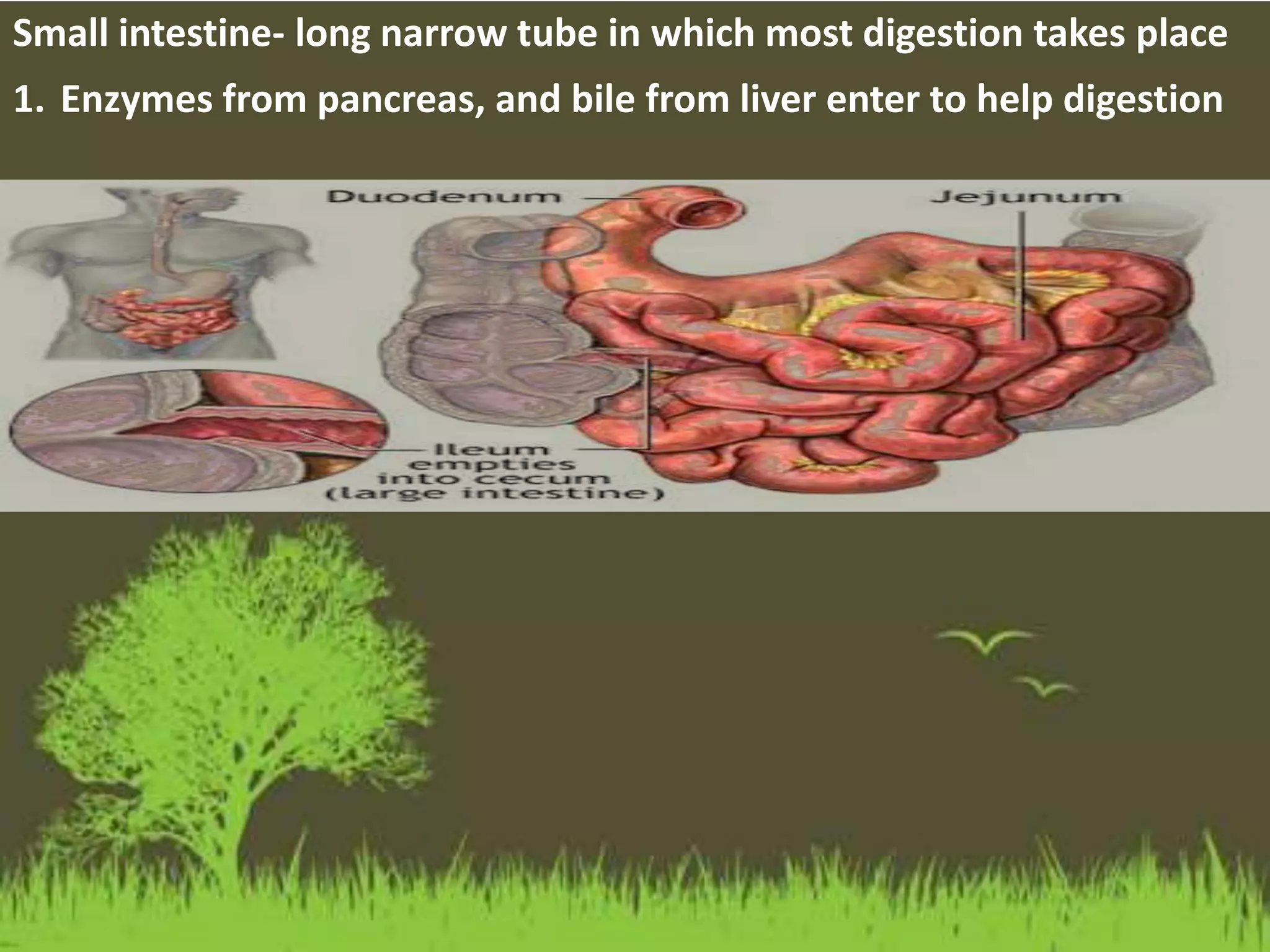 Digestive and excretory system | PPTX