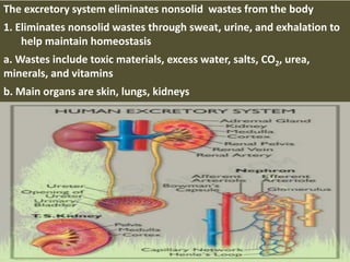 Digestive and excretory system | PPTX