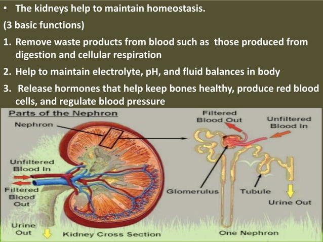 Digestive and excretory system | PPTX | Chemistry | Science