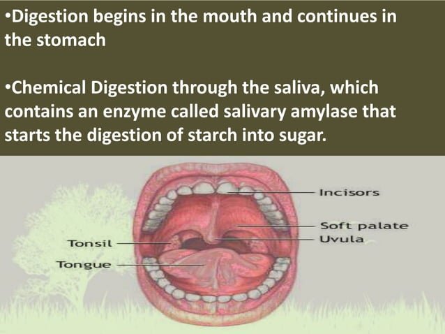 Digestive and excretory system | PPTX | Chemistry | Science