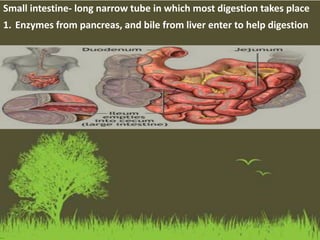 Digestive and excretory system | PPTX