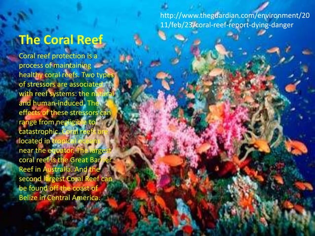The coral reef | PPT