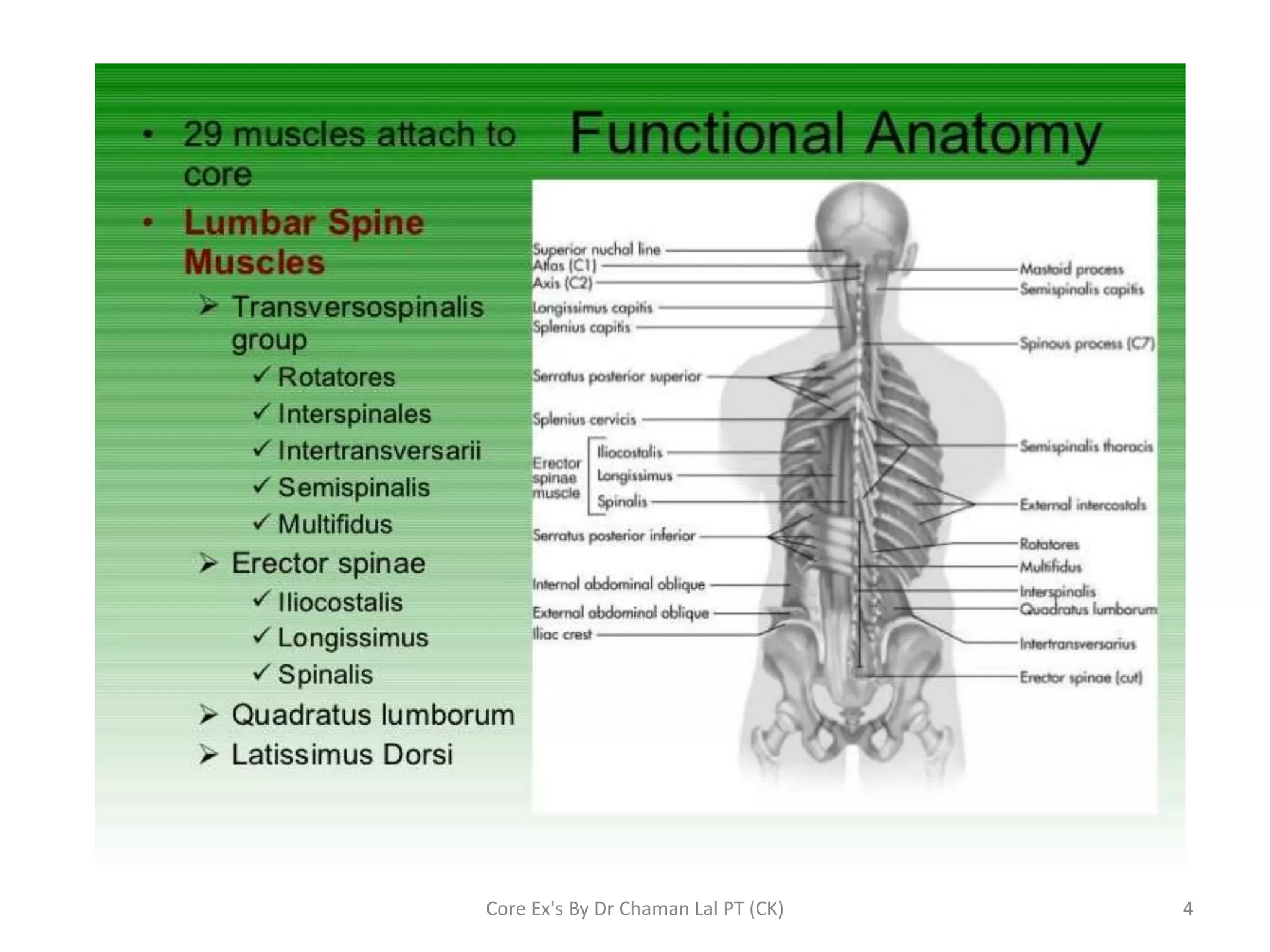 The Core Exercises by Dr Chaman Lal PT | PPT