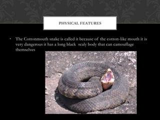 The cottonmouth snake | PPT