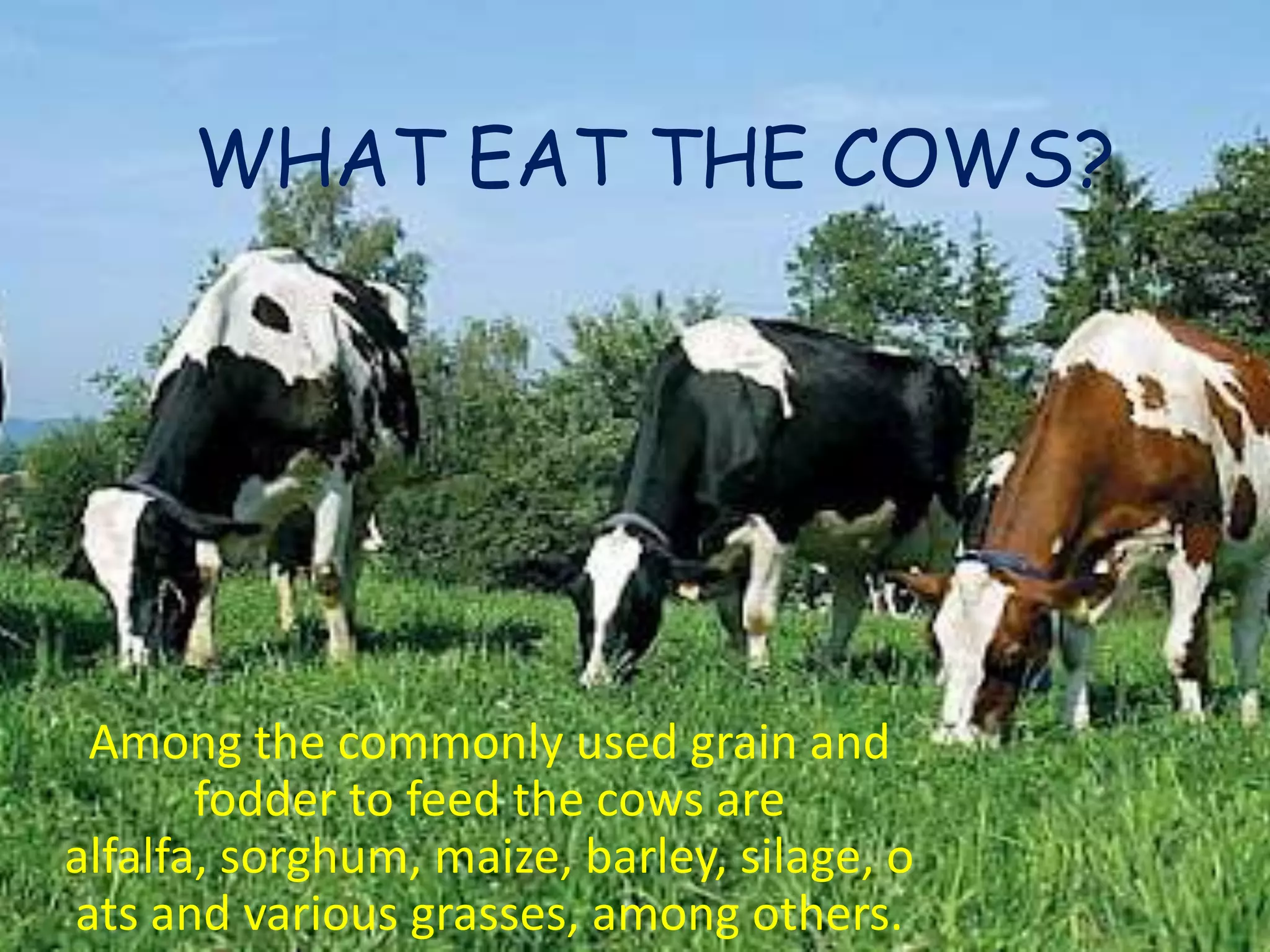 The cow and the bull | PPTX