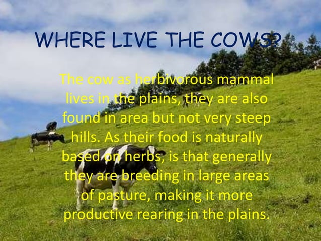 The cow and the bull | PPT