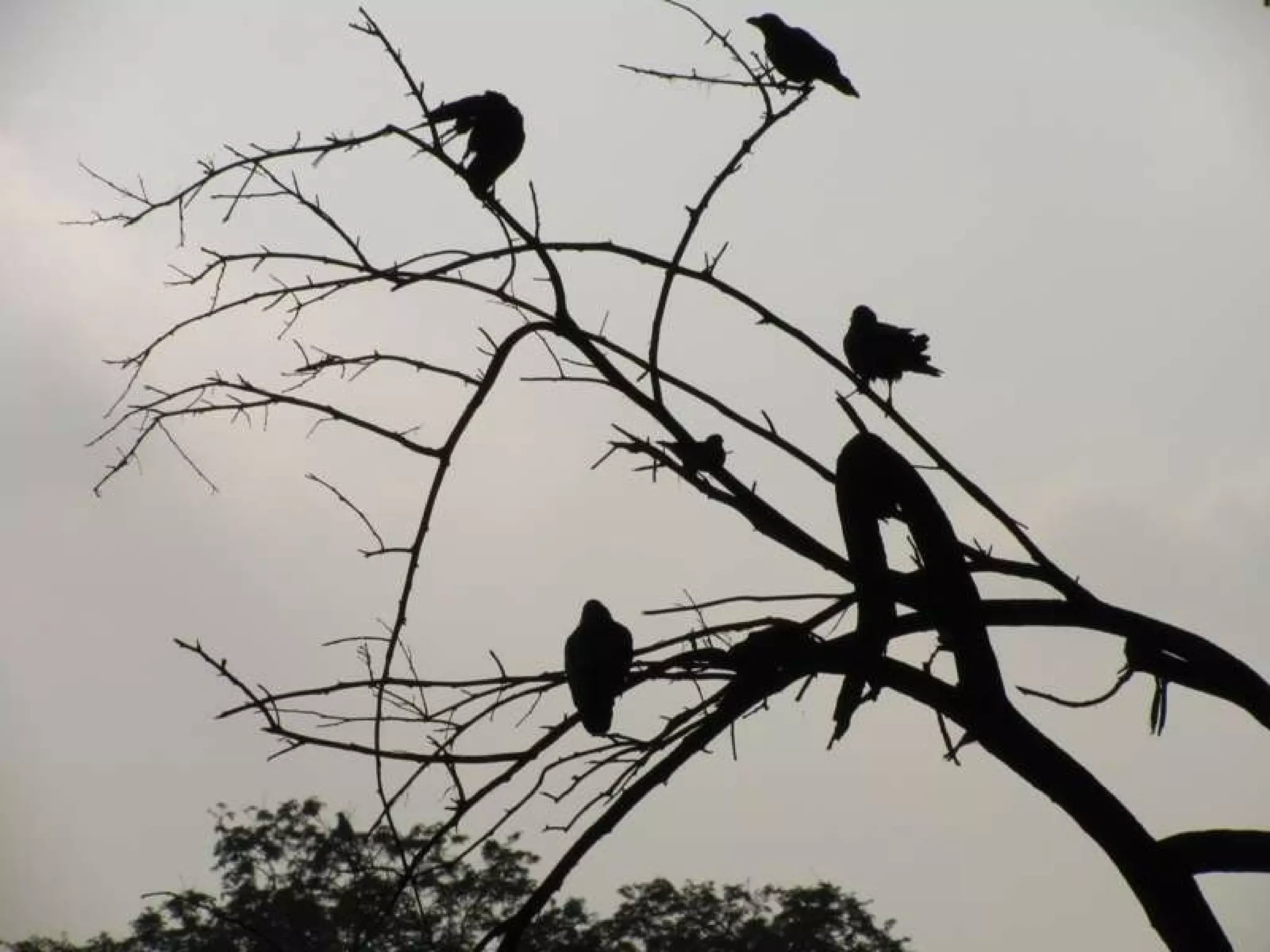 The Crows | PPT