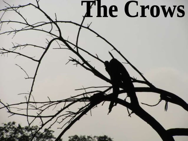 The Crows | PPT