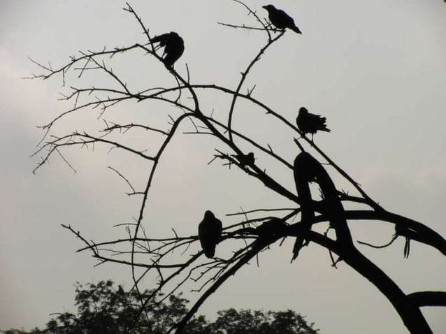 The Crows | PPT