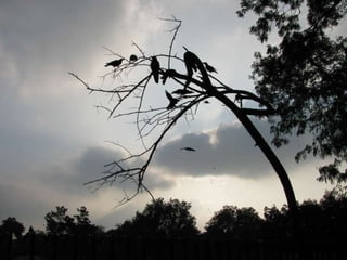 The Crows | PPT