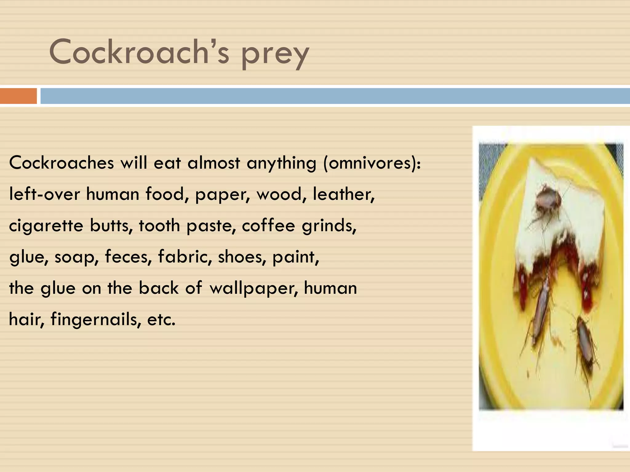 The crusty cockroach | PPTX