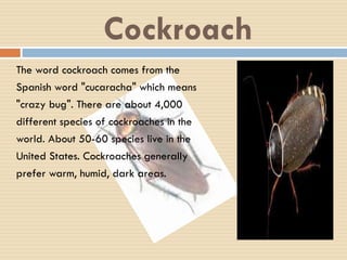 The crusty cockroach | PPTX
