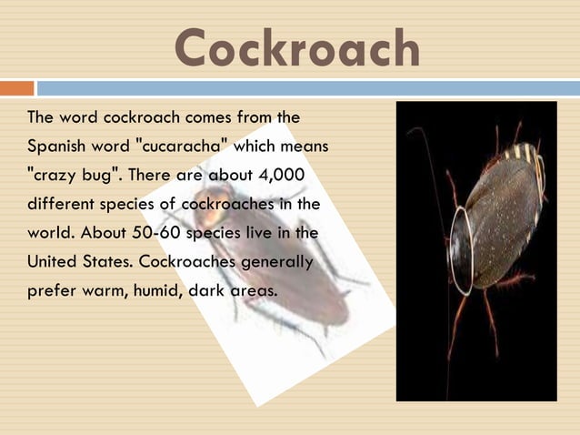 The crusty cockroach | PPT