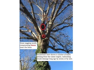 The crying tree, marion va | PPTX