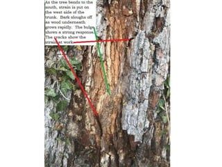 The crying tree, marion va | PPTX