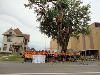 The crying tree, marion va | PPTX