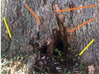 The crying tree, marion va | PPTX