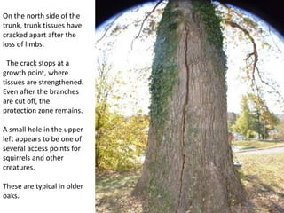 The crying tree, marion va | PPTX