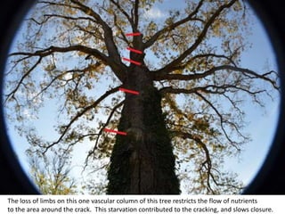 The crying tree, marion va | PPTX