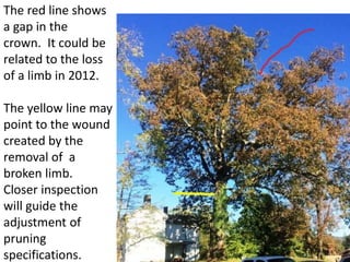 The crying tree, marion va | PPTX