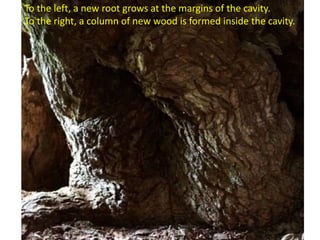 The crying tree, marion va | PPT