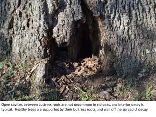 The crying tree, marion va | PPTX
