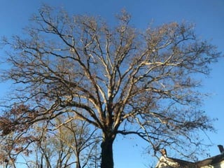 The crying tree, marion va | PPTX