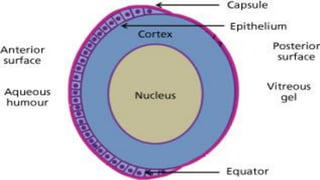 The crystalline lens of eye/lens/....pdf
