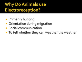The curious evolution of electroreception in fish, amphibians, and ...