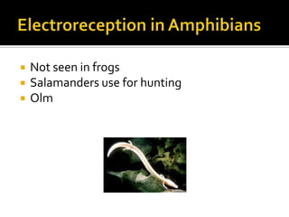 The curious evolution of electroreception in fish, amphibians, and ...