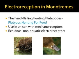 The curious evolution of electroreception in fish, amphibians, and ...