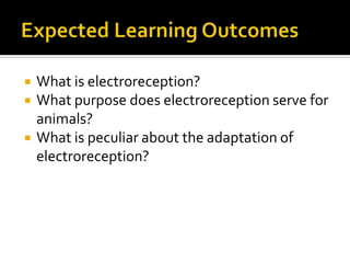The curious evolution of electroreception in fish, amphibians, and ...