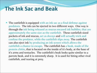 The cuttlefish | PPT