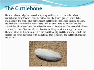 The cuttlefish | PPT