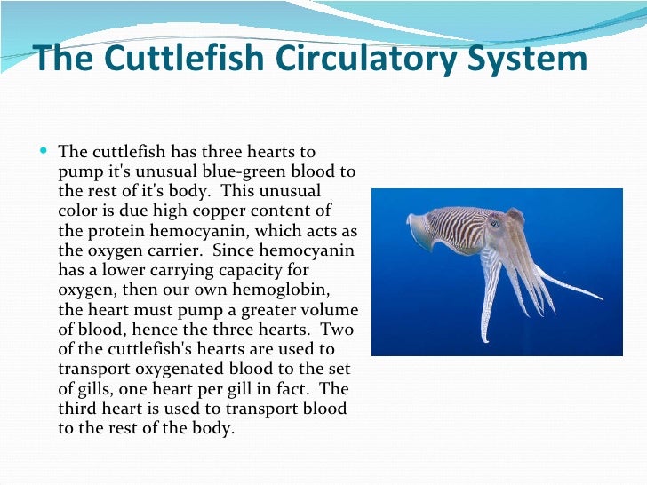 The cuttlefish