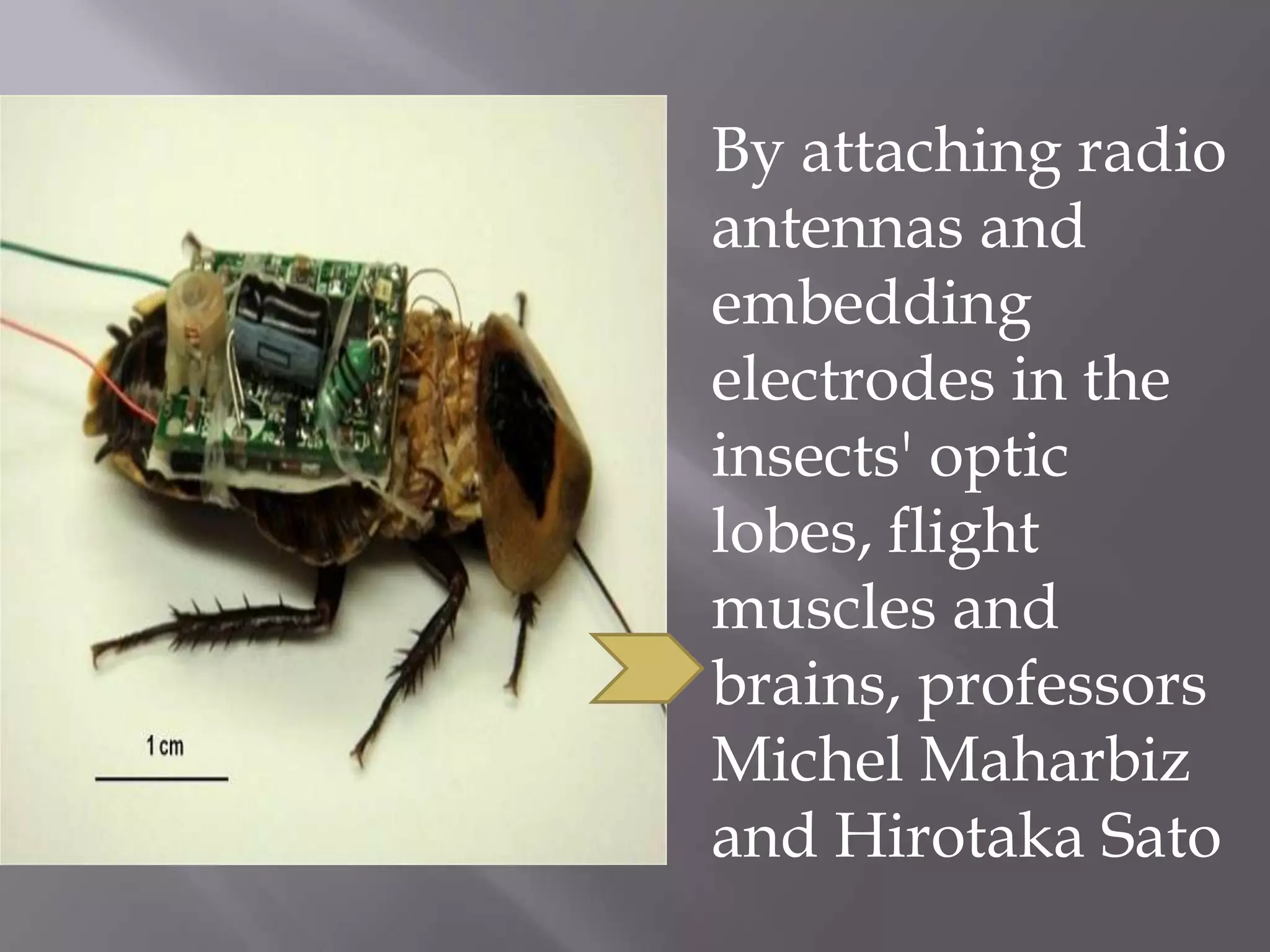The cyborg beetle | PPT