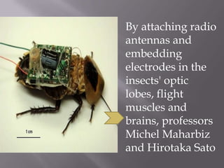 The cyborg beetle | PPT