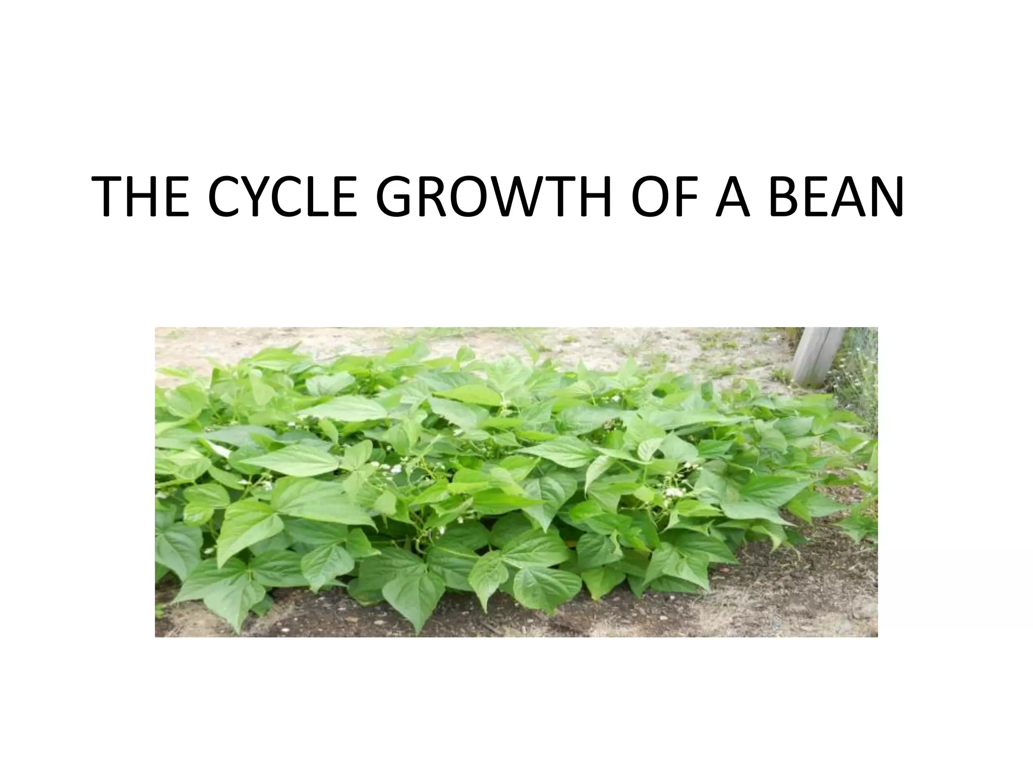 The cycle of Bean growth | PPTX