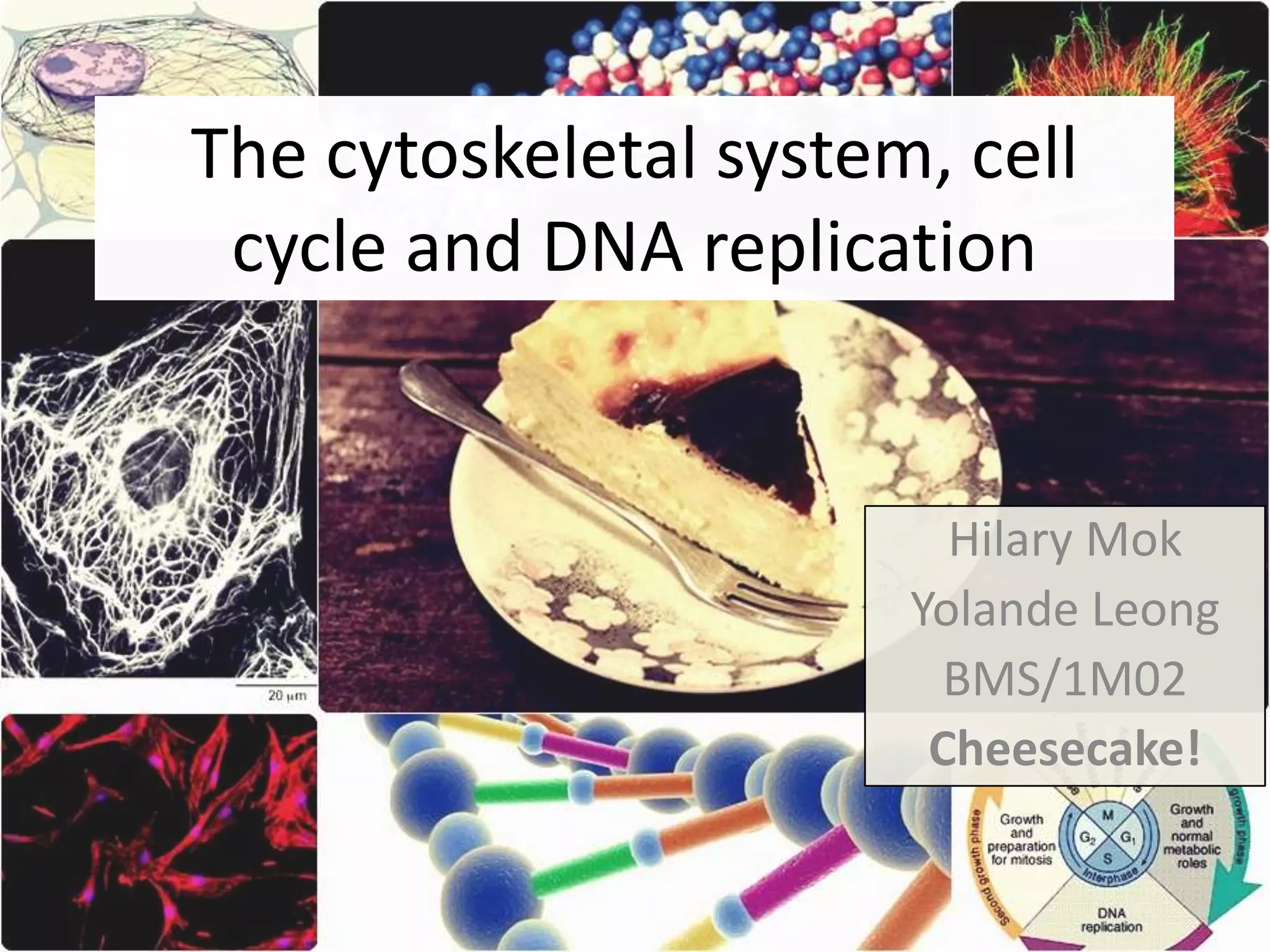 The cytoskeletal system, cell cycle and dna(project) | PPTX | Genetics ...