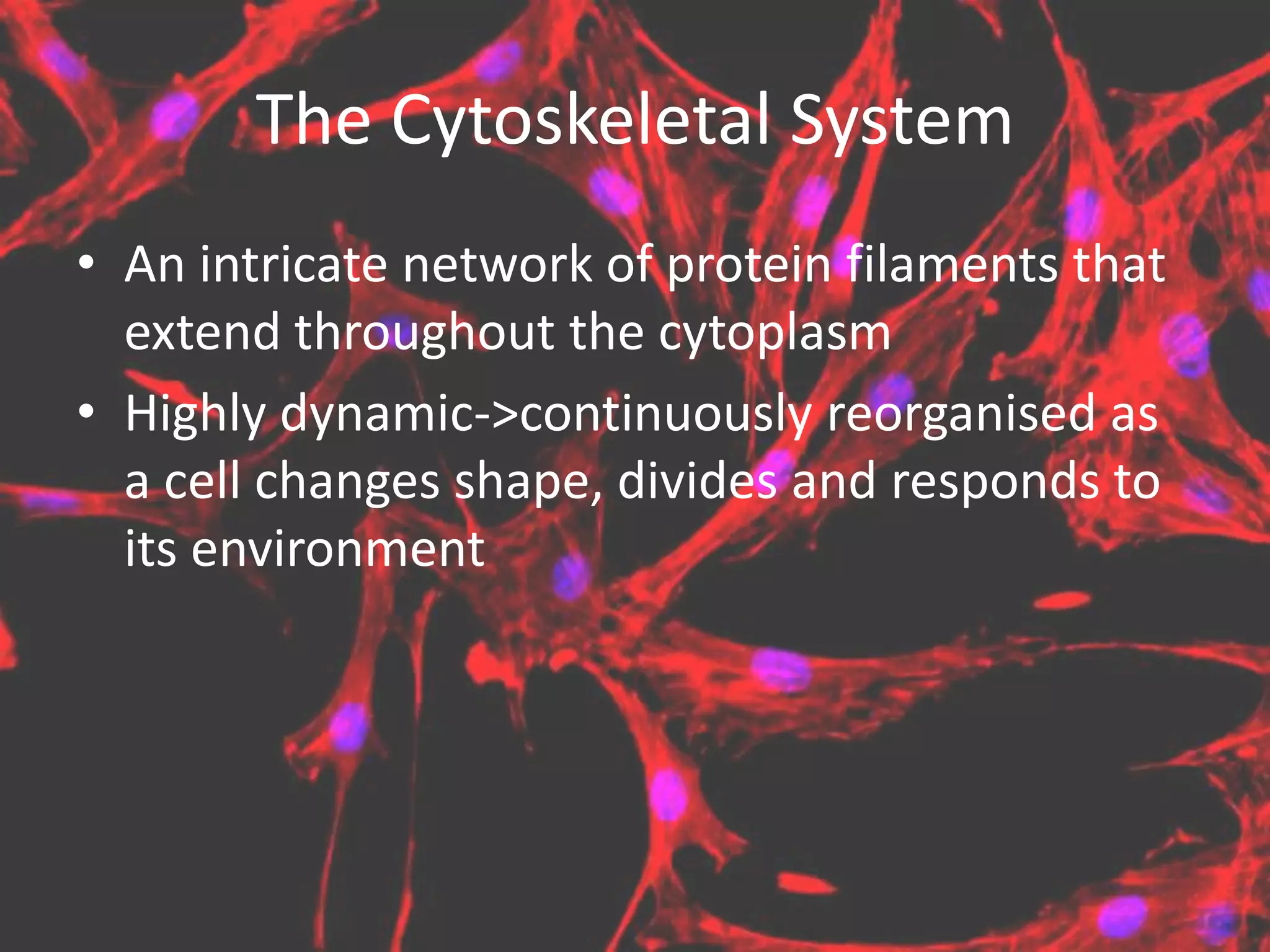 The cytoskeletal system, cell cycle and dna(project) | PPTX | Genetics ...