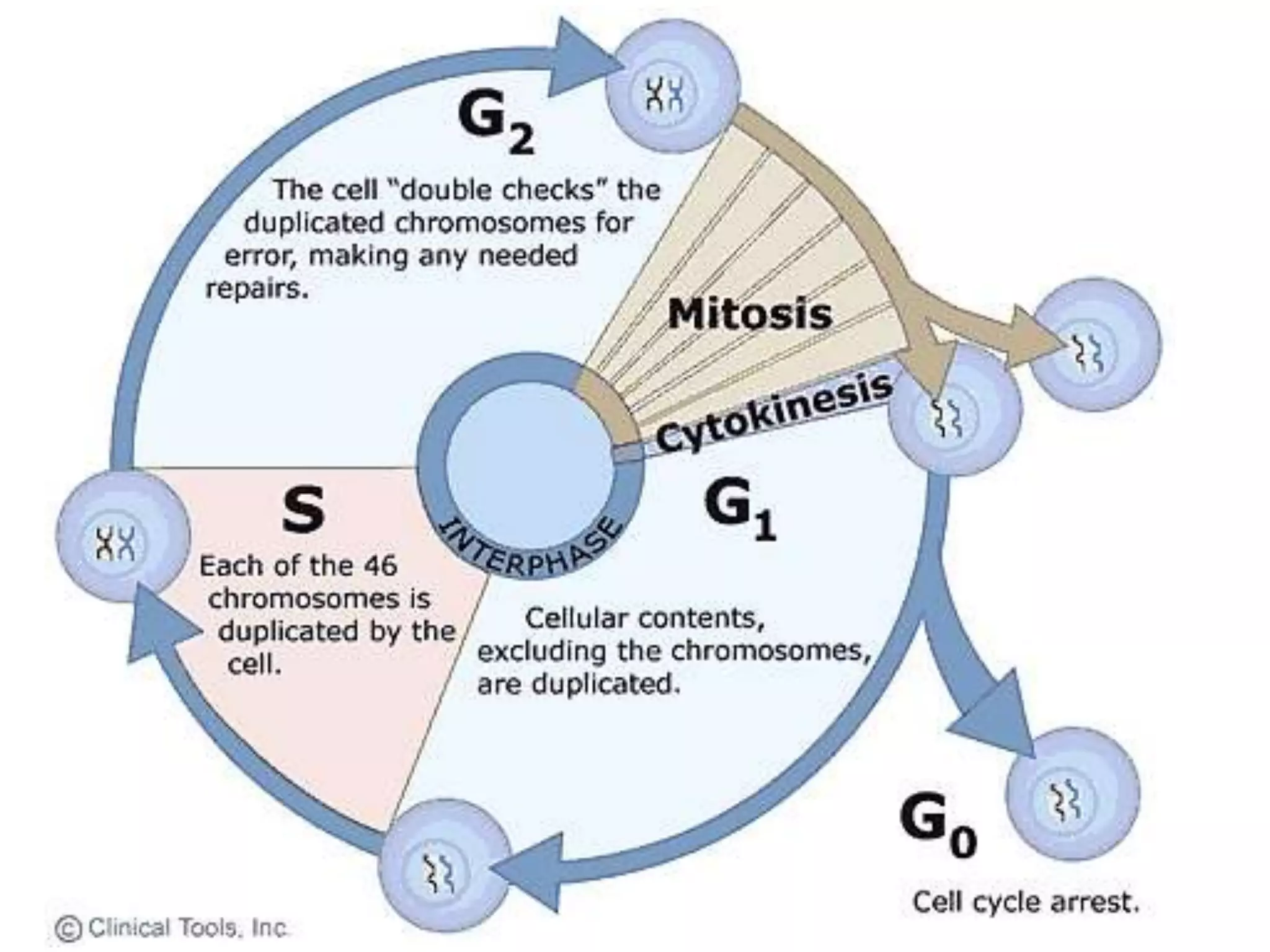 The cytoskeletal system, cell cycle and dna(project) | PPTX | Genetics ...