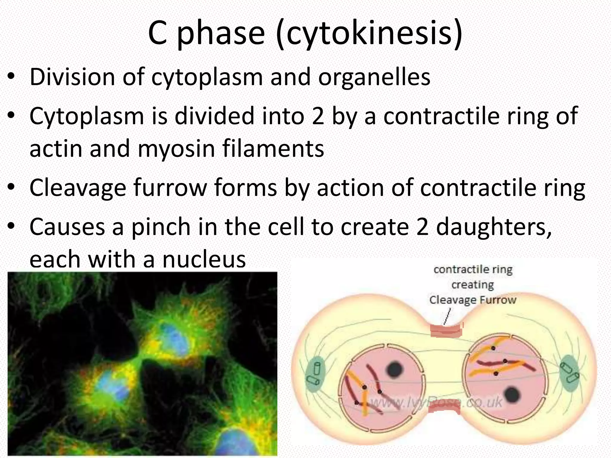 The cytoskeletal system, cell cycle and dna(project) | PPTX | Genetics ...