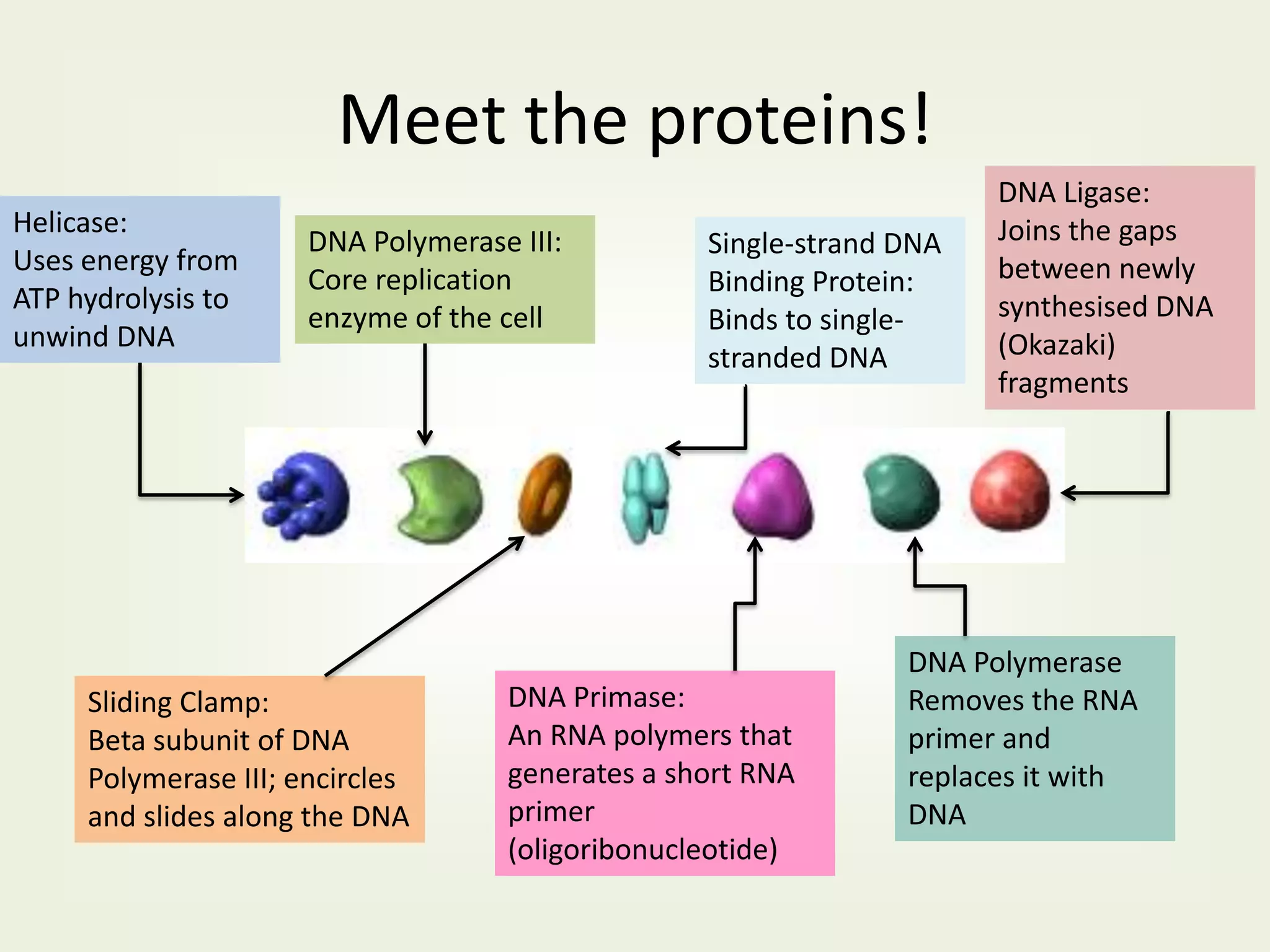 The cytoskeletal system, cell cycle and dna(project) | PPTX | Genetics ...