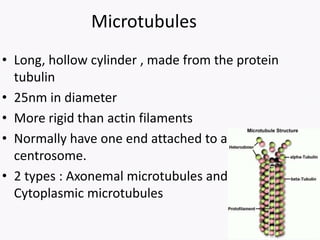 The cytoskeletal system, cell cycle and dna(project) | PPT