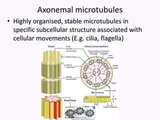 The cytoskeletal system, cell cycle and dna(project) | PPT